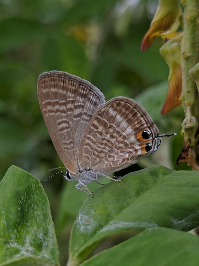 Macro Butterfly Perch on Wild Plants in Nature Stock Image - Image of ...