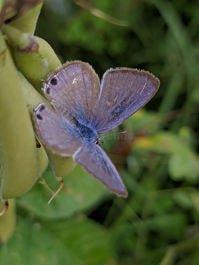 Macro Butterfly Perch on Wild Plants in Nature Stock Photo - Image of ...