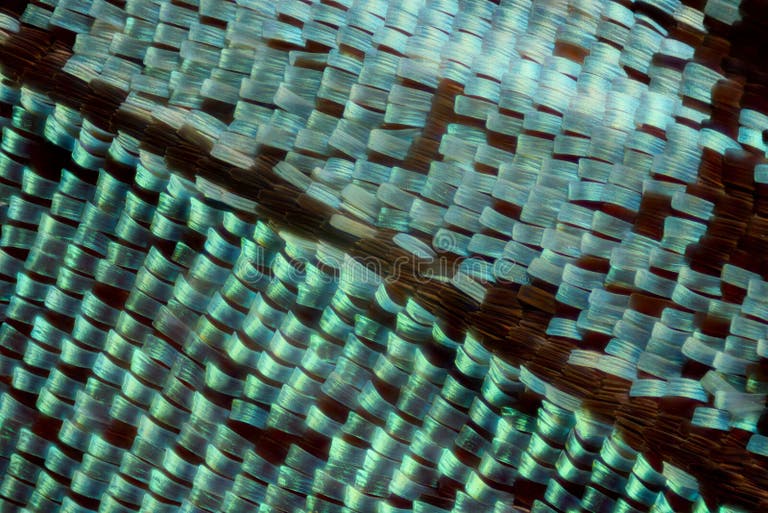 Macro of Butterfly Wing Scales Under the Microscope Stock Photo - Image ...
