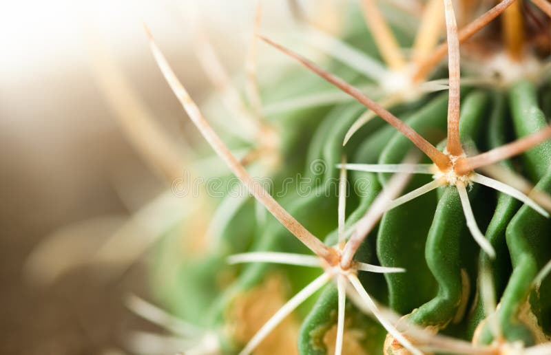 Macro cactus stock photo. Image of frame, echinofossulocactus - 275643248