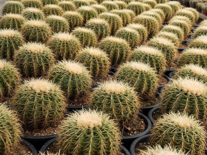 Macro cactus stock photo. Image of nature, cactus, decorate - 90980420