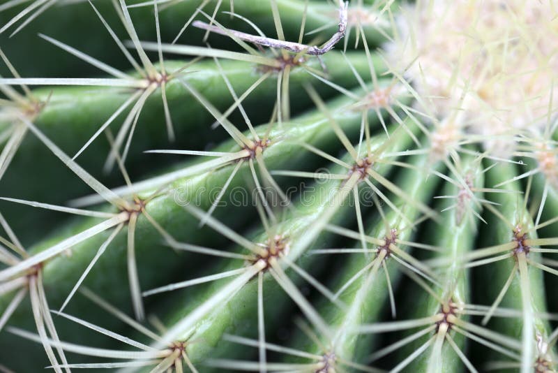 Macro of Cactus stock photo. Image of botany, background - 229774244