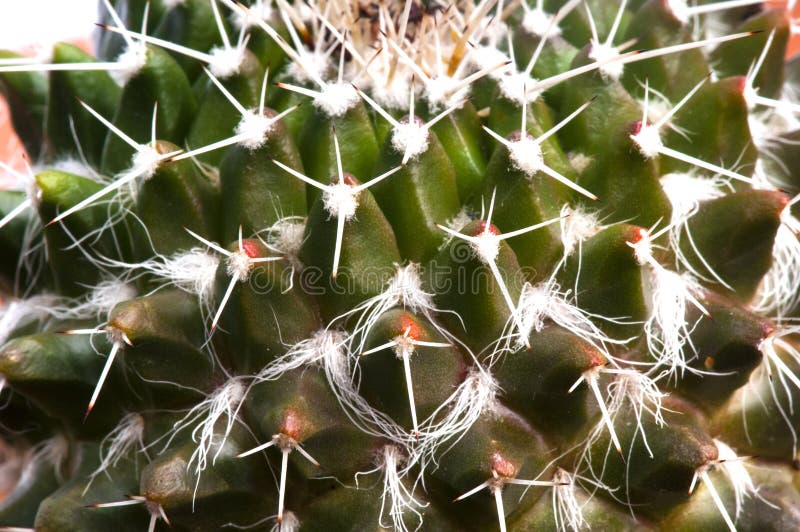 Macro of cactus spines. stock image. Image of needles - 23223197