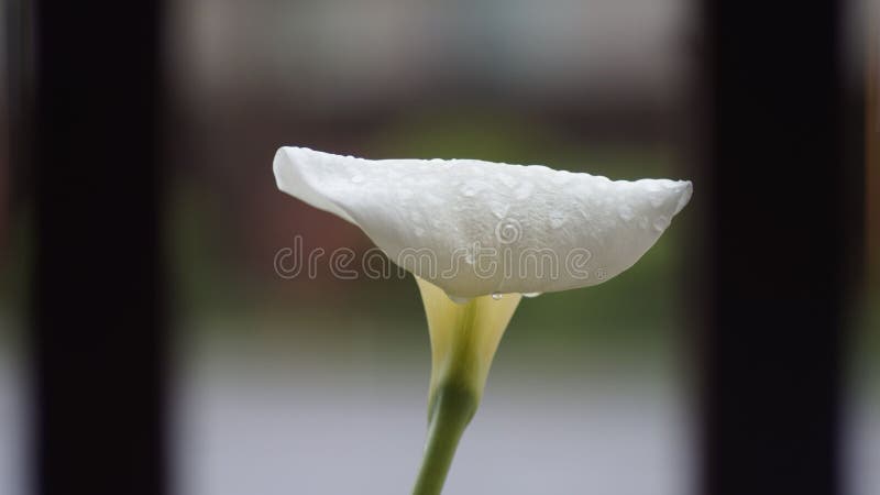 Macro of a Calla Lilly with Water Drops on it Stock Photo - Image of ...