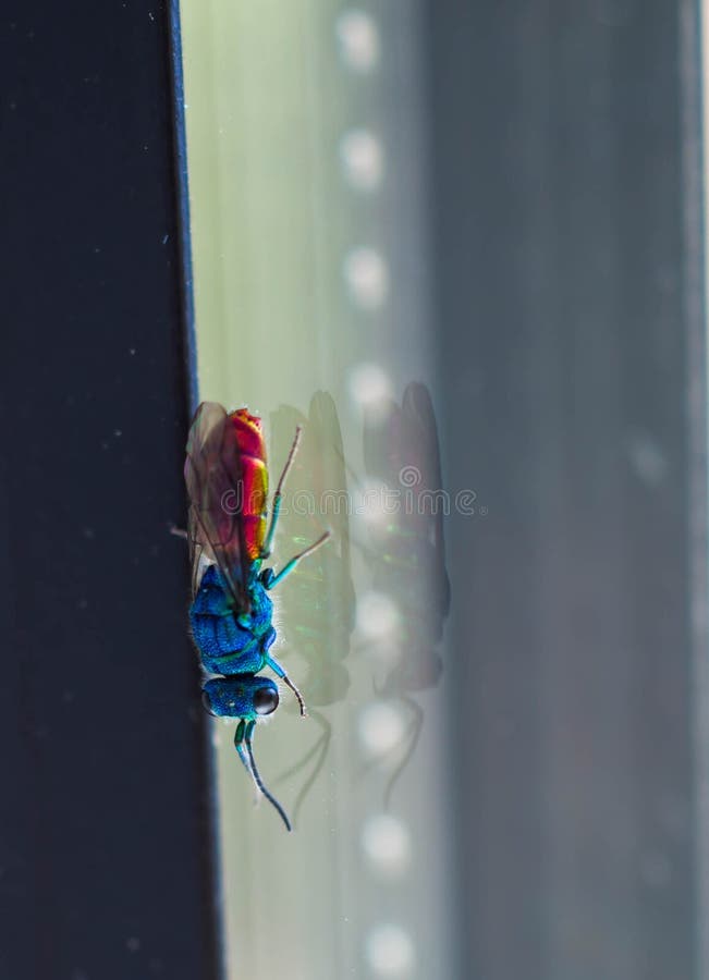 Macro Capture of a Bug with Blue Thorax, Head Downwards Stock Photo ...