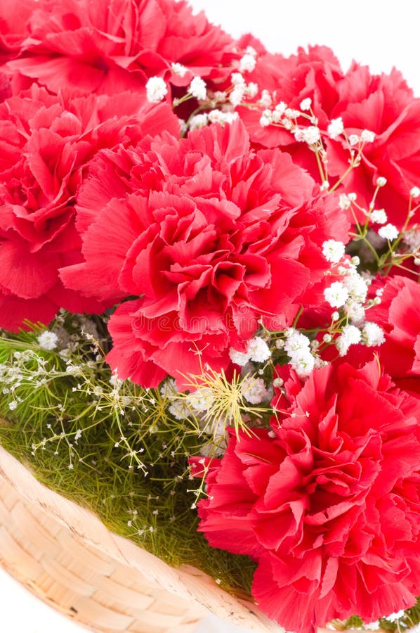 Macro of carnation stock photo. Image of grow, blooming - 5765784