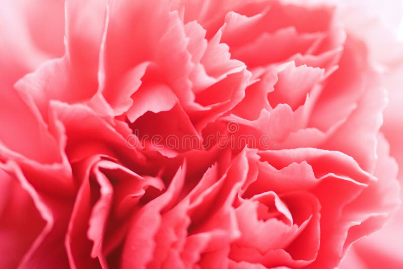 Macro of carnation flower stock photo. Image of delicate - 6772328