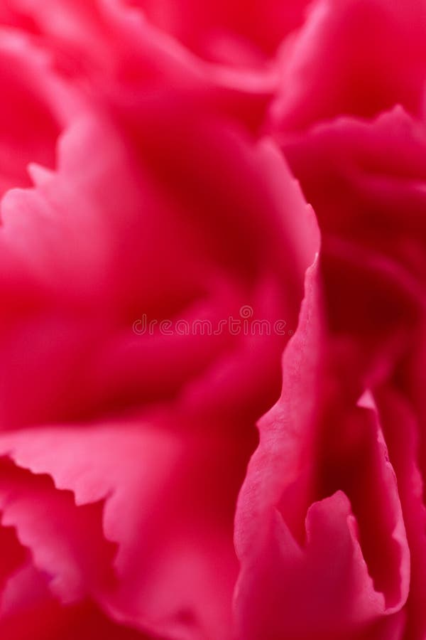 Macro of carnation flower stock image. Image of macro - 7243511