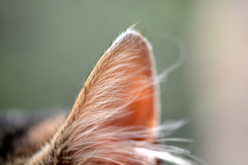 Macro cat ears stock photo. Image of cutout, green, expression - 44621016