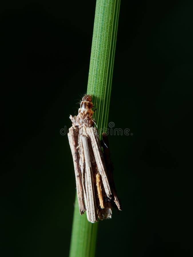 Caterpillar of a Common Bagworm Psyche Casta Stock Image - Image of ...