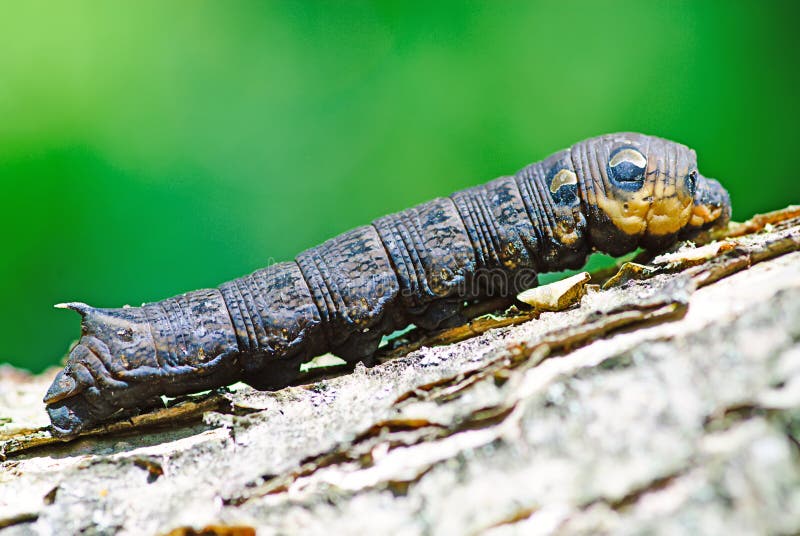 Macro caterpillar stock image. Image of fauna, wildlife - 130205