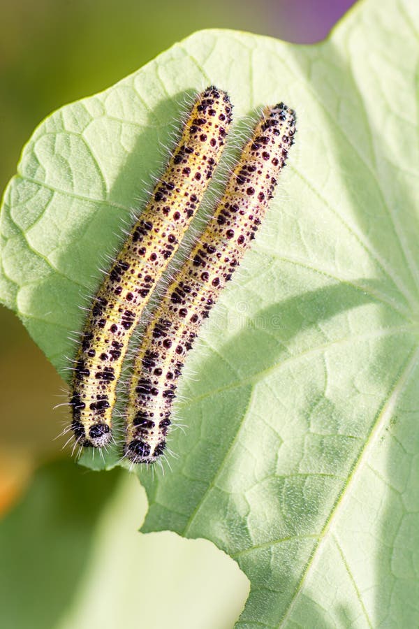 Caterpillars of a Cabbage Butterfly Stock Photo - Image of cabbage ...