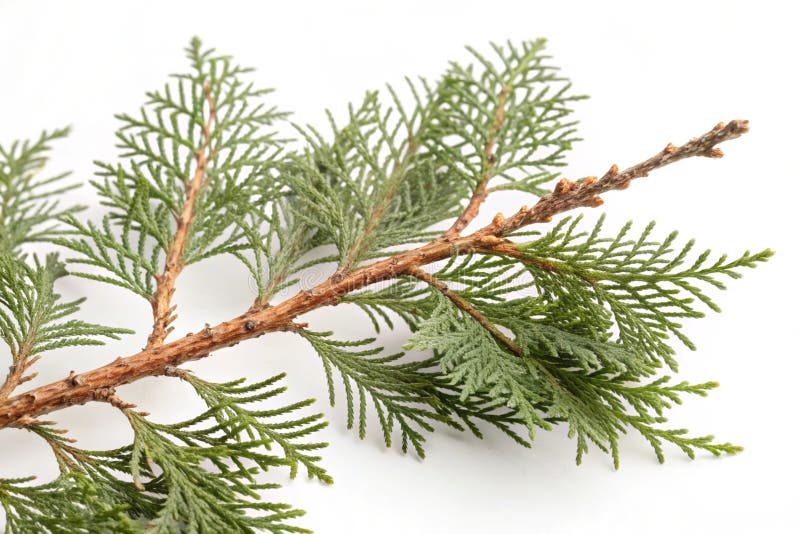 Macro of Cedar Branch stock illustration. Illustration of outdoor ...