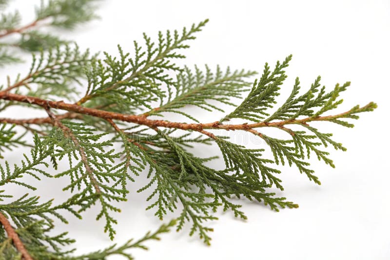 Macro of Cedar Branch stock illustration. Illustration of environment ...