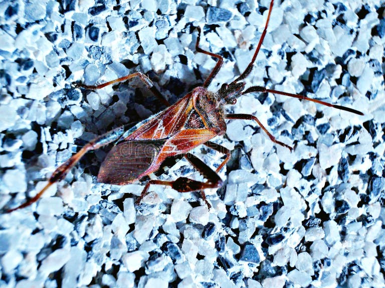 Close Up on a Cedar Seed Bug Stock Image - Image of spiderweb, seed ...