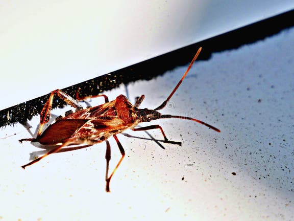Cedar seed bug stock image. Image of species, leaf, food - 378413171