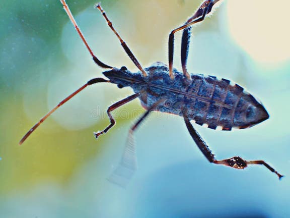Underside of a Cedar Seed Bug Stock Photo - Image of pest, true: 378413302