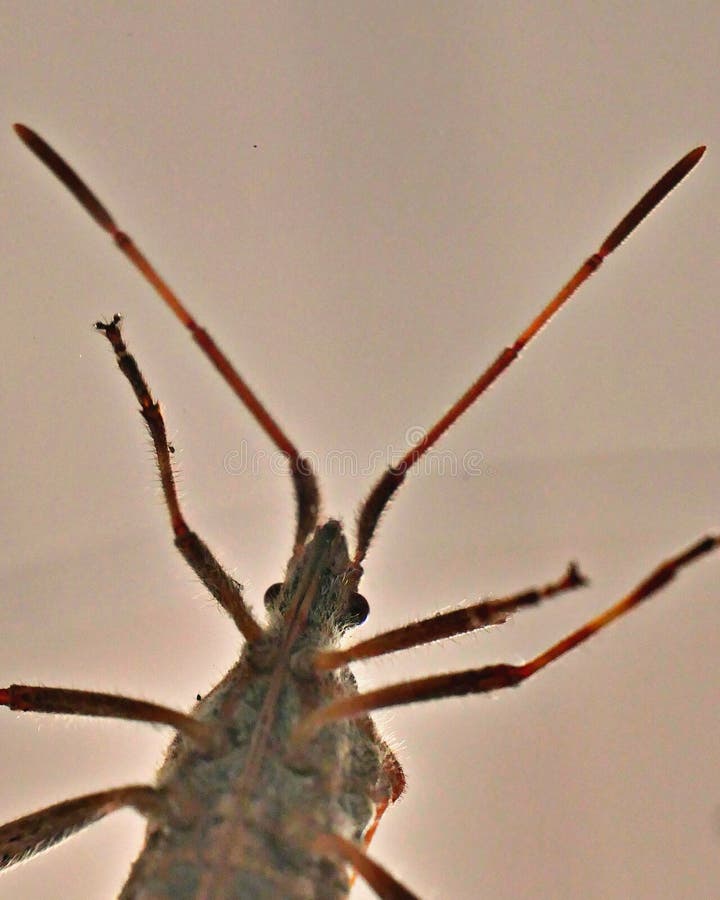 Underside of a Cedar Seed Bug Stock Photo - Image of pentatomomorpha ...