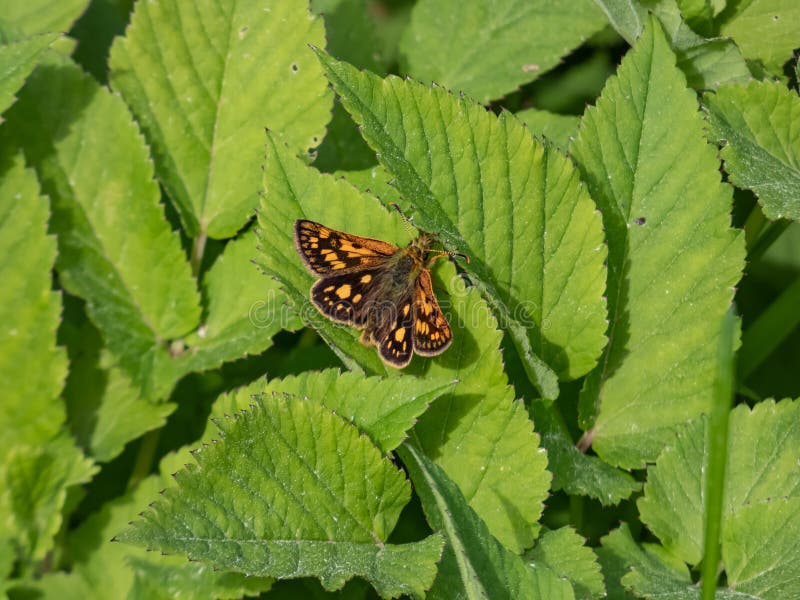 Macro of the Chequered Skipper or Arctic Skipper (Carterocephalus ...