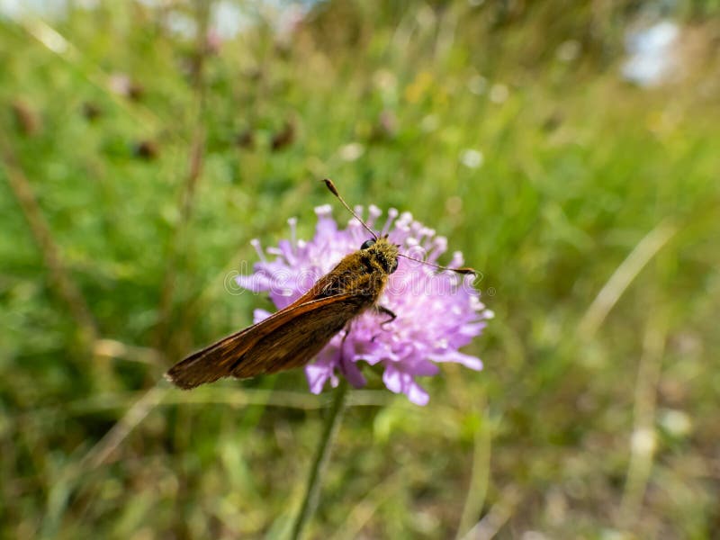 Macro of the Chequered Skipper or Arctic Skipper (Carterocephalus ...