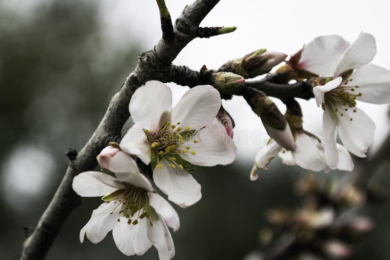 Macro of a Cherry Blossom in Spring Stock Photo - Image of pink, flower ...