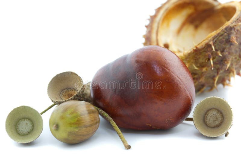 Macro of a Chestnut and Acorn Stock Image - Image of seasonal, burr ...