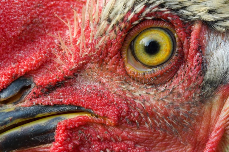 Macro of a chicken eye stock photo. Image of chicken, production - 8564878