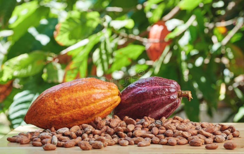 Chocolate Tree Cacao Fruit in the Garden. Harvest Day Blur Bokeh ...