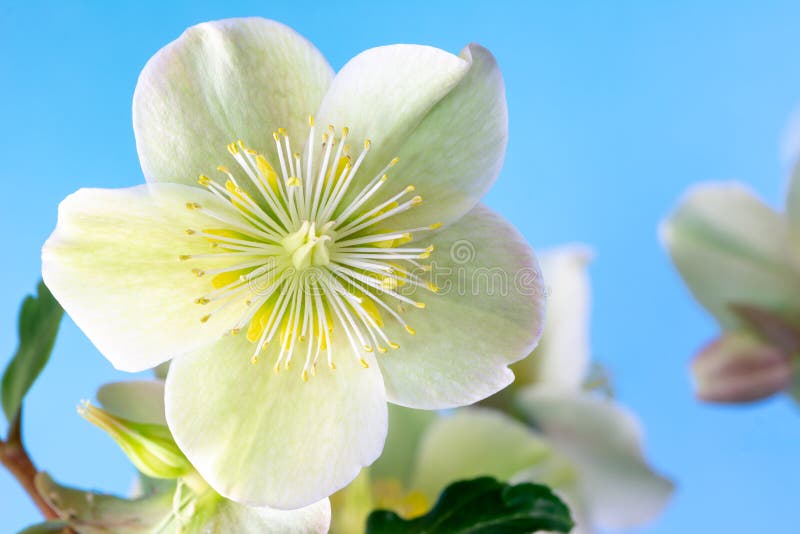 Macro of a Christmas Rose Flower Blossom Stock Photo - Image of nature ...