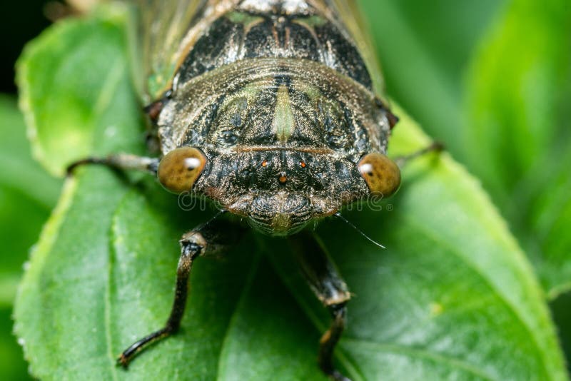 Macro of a Cicada Bug on a Leaf. Stock Image - Image of fauna, leaf ...