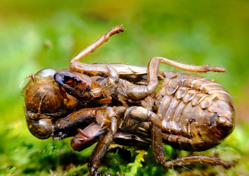 Macro Cicada Locust Exoskeleton Stock Photo - Image of face, eyes ...