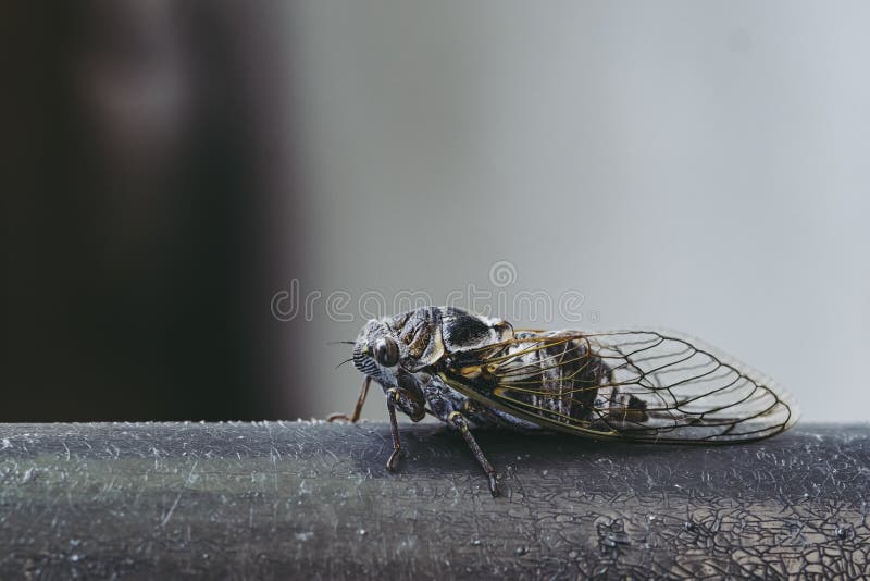Macro of a Cicada in Provence Stock Photo - Image of horizontal, black ...