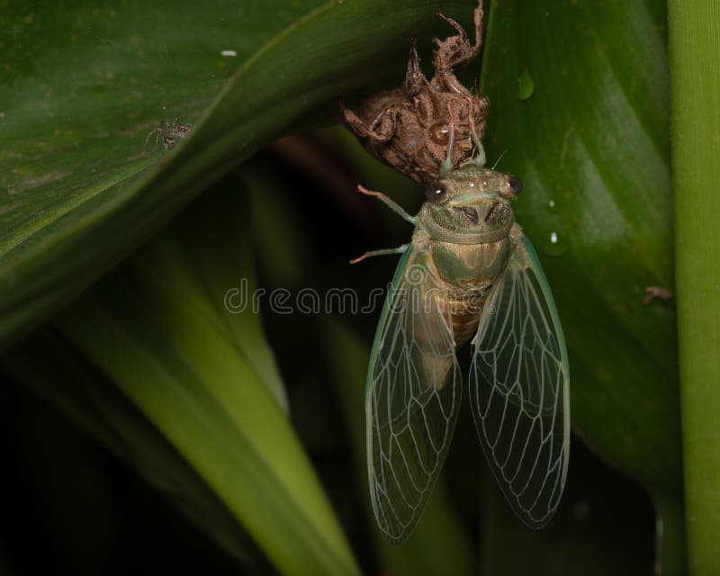 Macro of Cicada and Shell on Underside of Green Leaf Stock Image ...