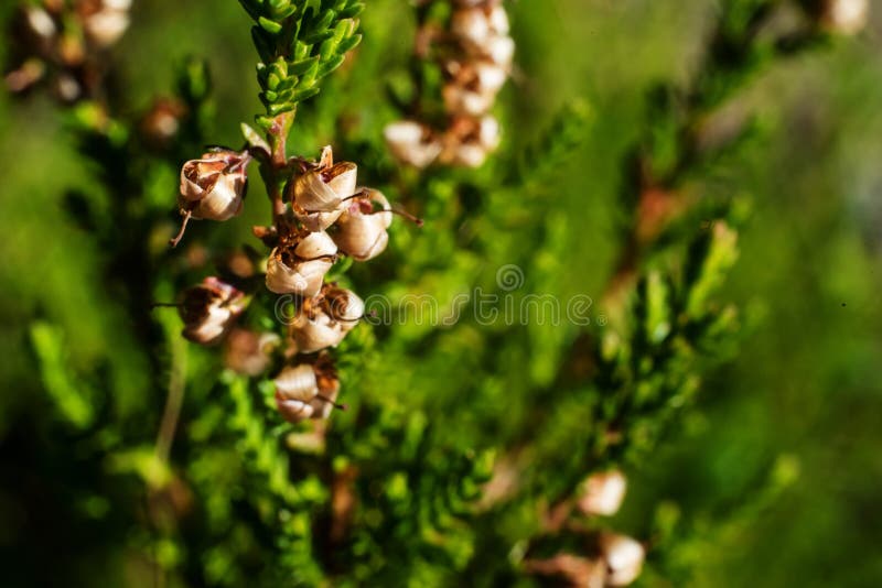 Erica Cinerea Campana Erica Viola E Bianca Si Dice Fortunata ...
