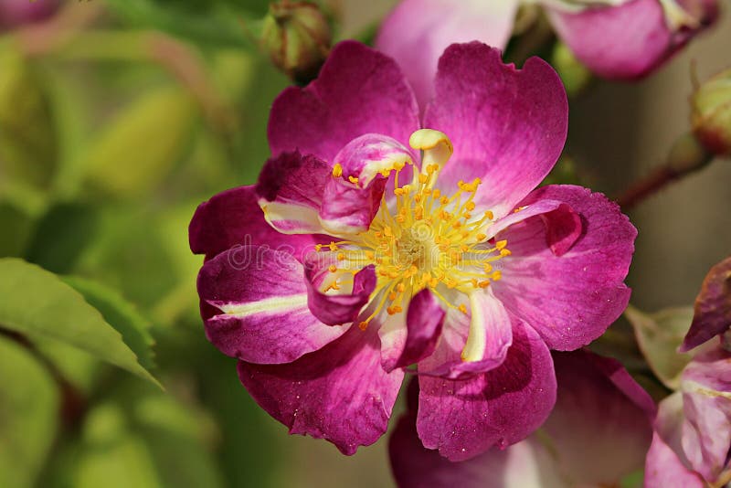 Purple climbing rose stock image. Image of flower, macro - 118246543