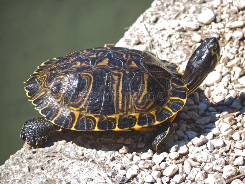 Climbing turtle stock image. Image of lake, relax, freshwater - 28664345