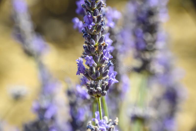 Close up of lavender stock image. Image of shrub, violet - 254136253