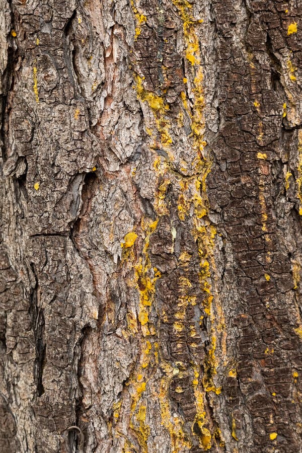 Macro Close-up of Bark and Resin in Pine Forest Stock Image - Image of ...