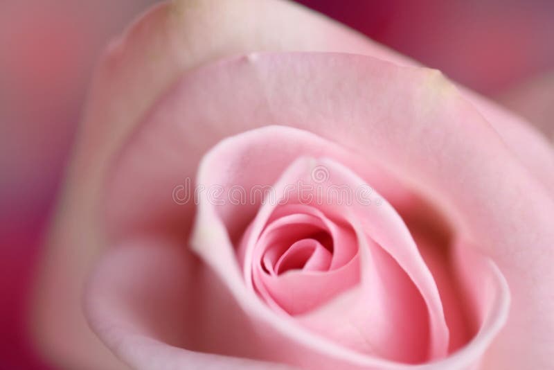 A Macro Close-up of a Beautiful Pink Rose, Soft Focus. Stock Image ...