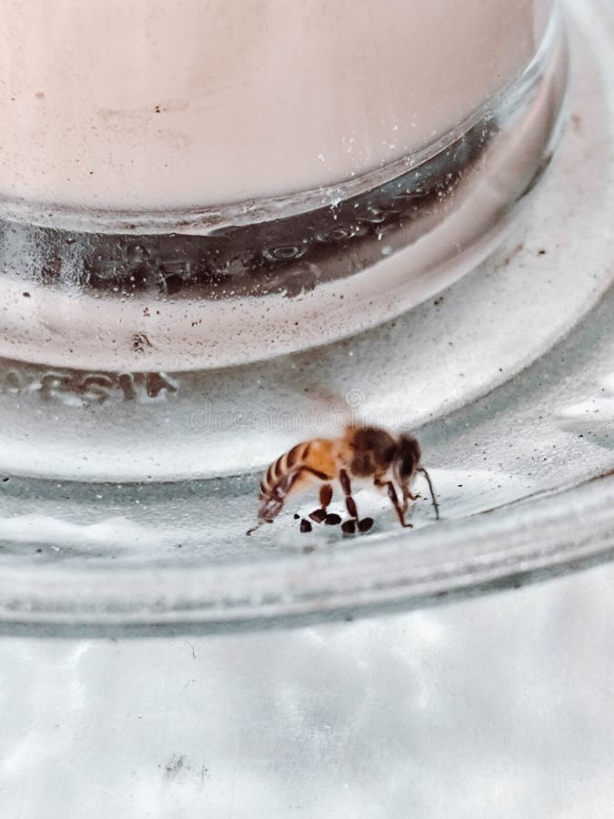 Close-Up of a Bee on Glass Surface Stock Photo - Image of wooden, honey ...