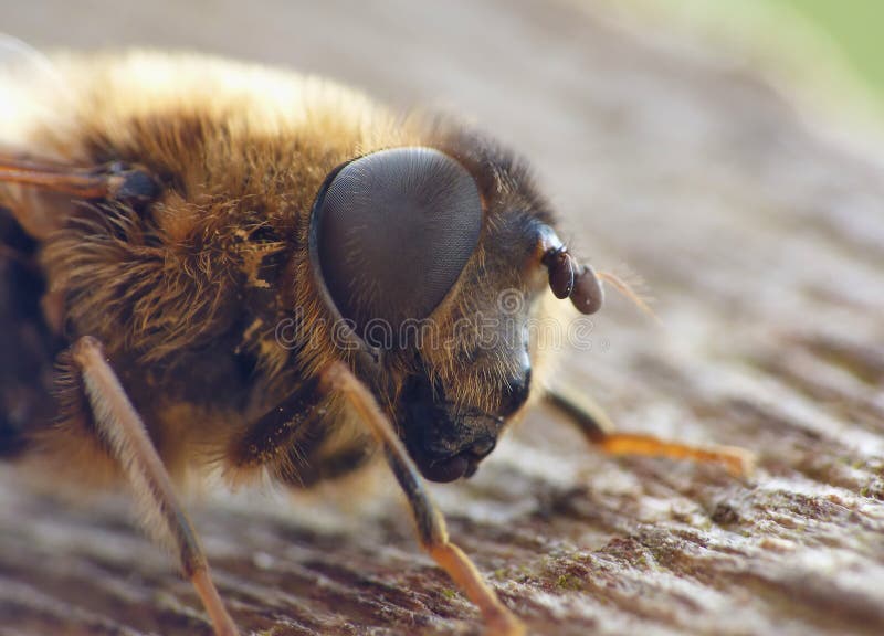 Bee on tree stump stock image. Image of gold, golden - 256471485