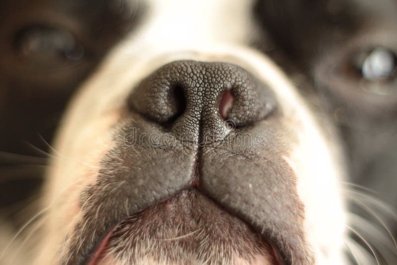 Macro Close-up of Boston Terrier S Nose Stock Image - Image of boston ... Macro Close-up of Boston Terrier S Nose Stock Image - Image of boston ...
