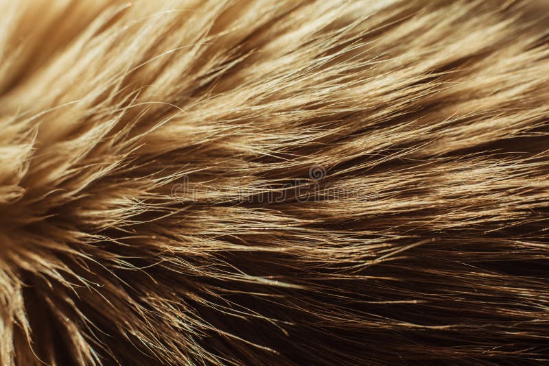 Macro Close Up on a Cat S Fur Stock Photo - Image of natural, coat ...