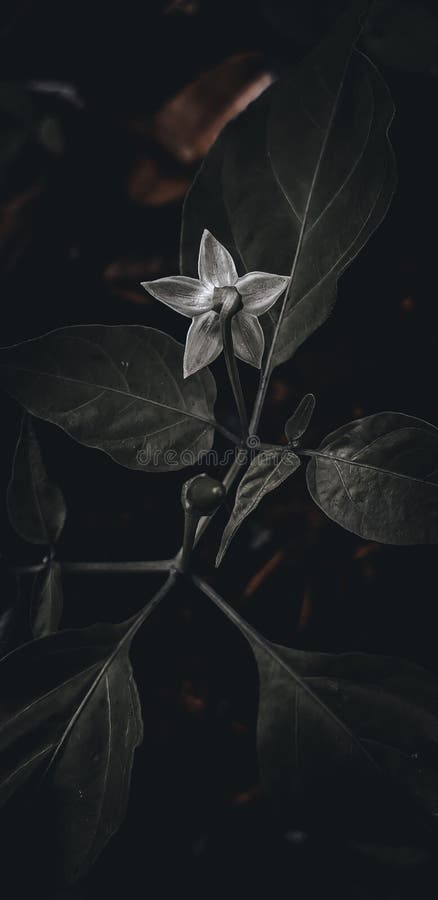 Chilli Macro Photo stock image. Image of dried, macro - 251842071