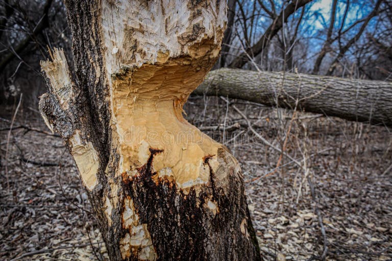 Macro Close-up of Chisel-like Beaver Tooth Marks in the Bark of a Tree ...