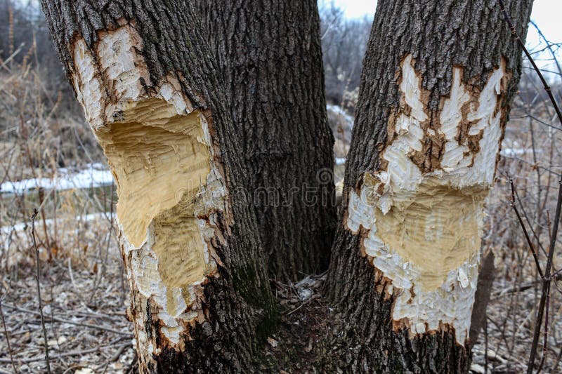 Macro Close-up of Chisel-like Beaver Tooth Marks in the Bark of a Tree ...