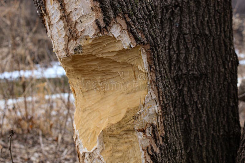 Macro Close-up of Chisel-like Beaver Tooth Marks in the Bark of a Tree ...