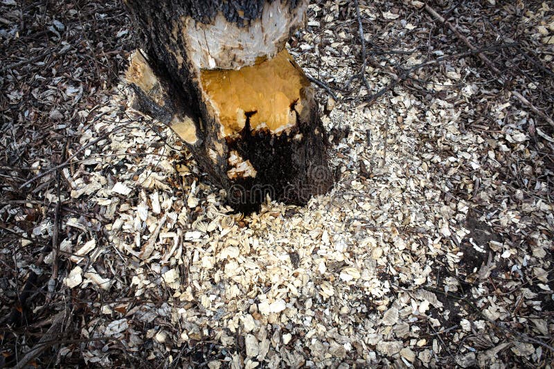 Macro Close-up of Chisel-like Beaver Tooth Marks in the Bark of a Tree ...