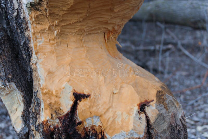 Macro Close-up of Chisel-like Beaver Tooth Marks in the Bark of a Tree ...