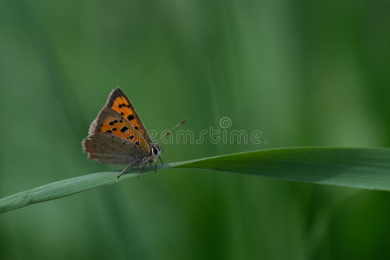 Macro Close Up of a Common Copper Butterfly Resting on a Blade of Grass ...